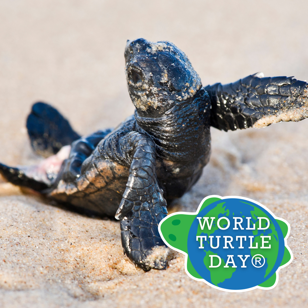 Press – World Turtle Day®
