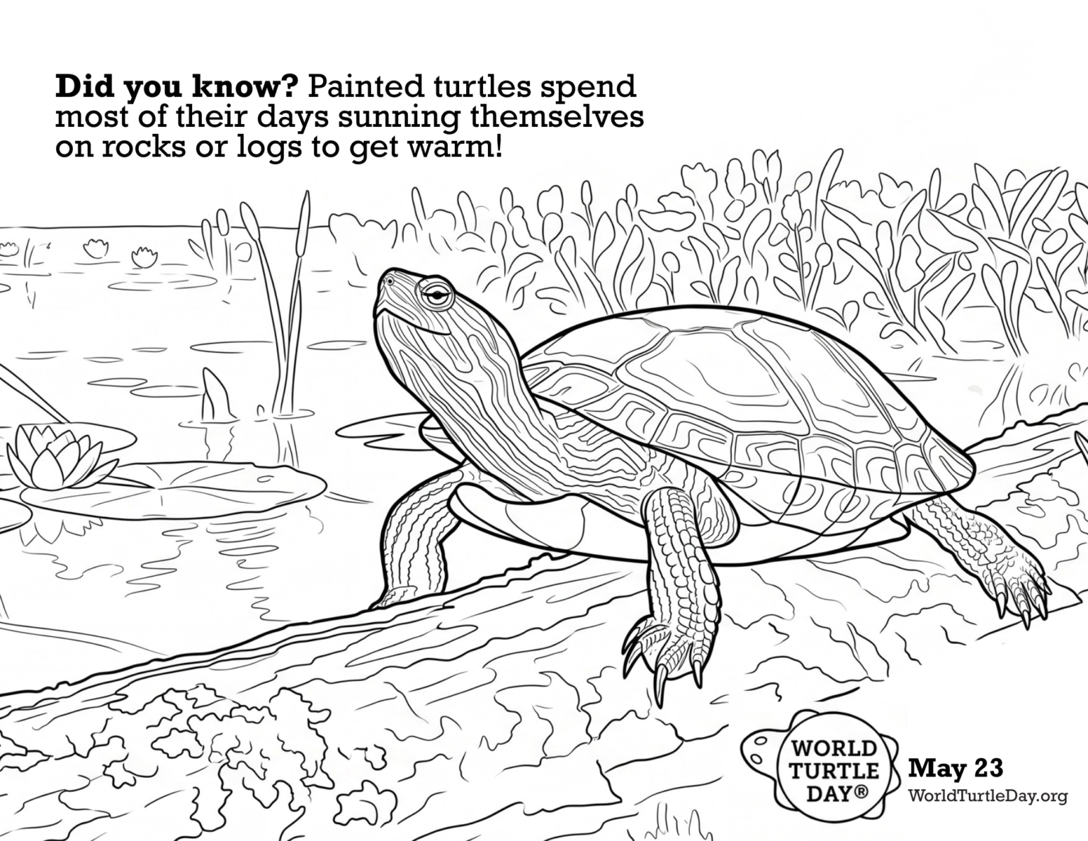 Get Involved – World Turtle Day®